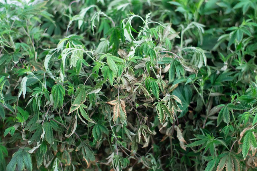 How to Avoid Cannabis Deficiencies and Major Pests - RxLeaf